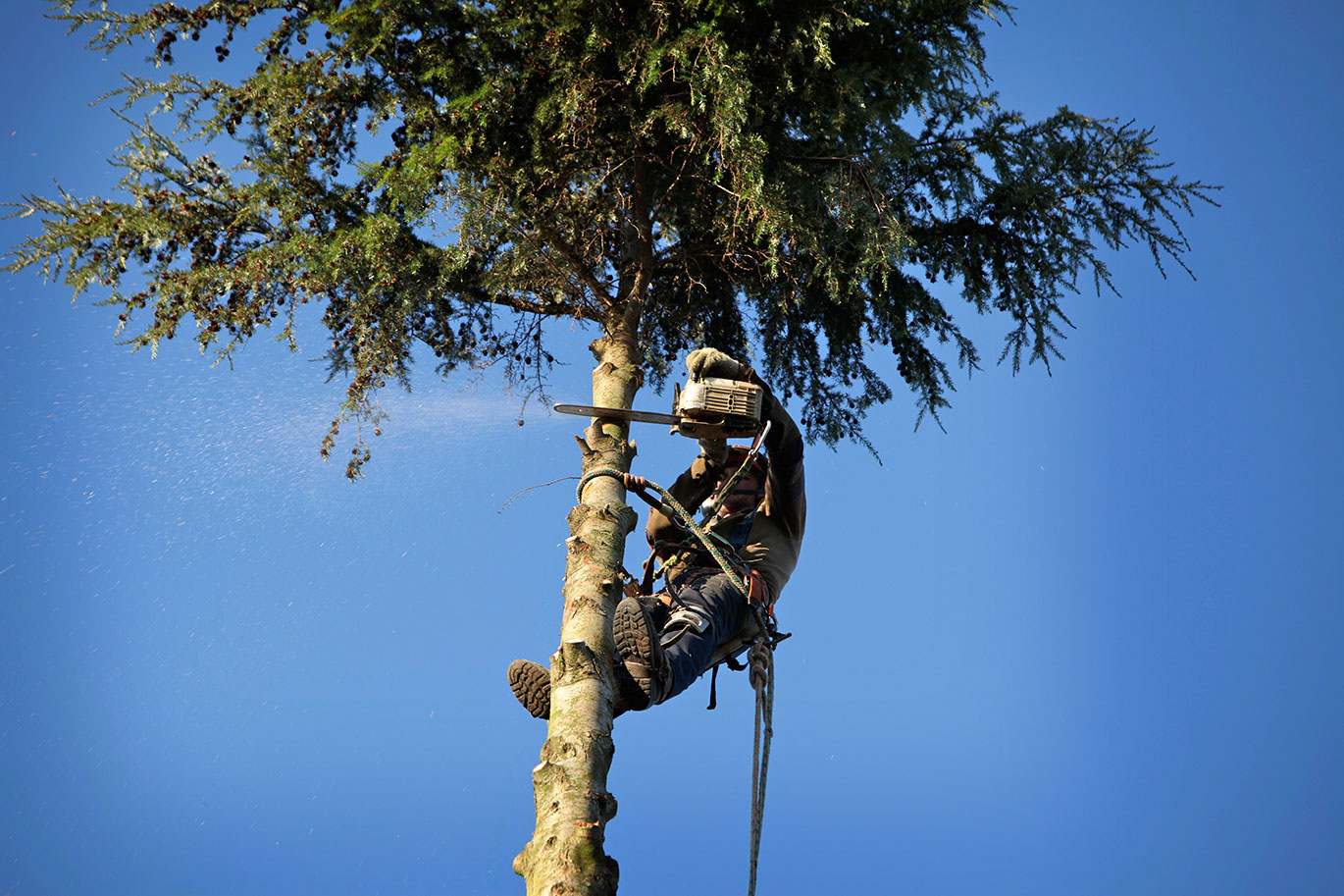 Arborist & Landscaping Program – Southeastern Agency Group, Inc.